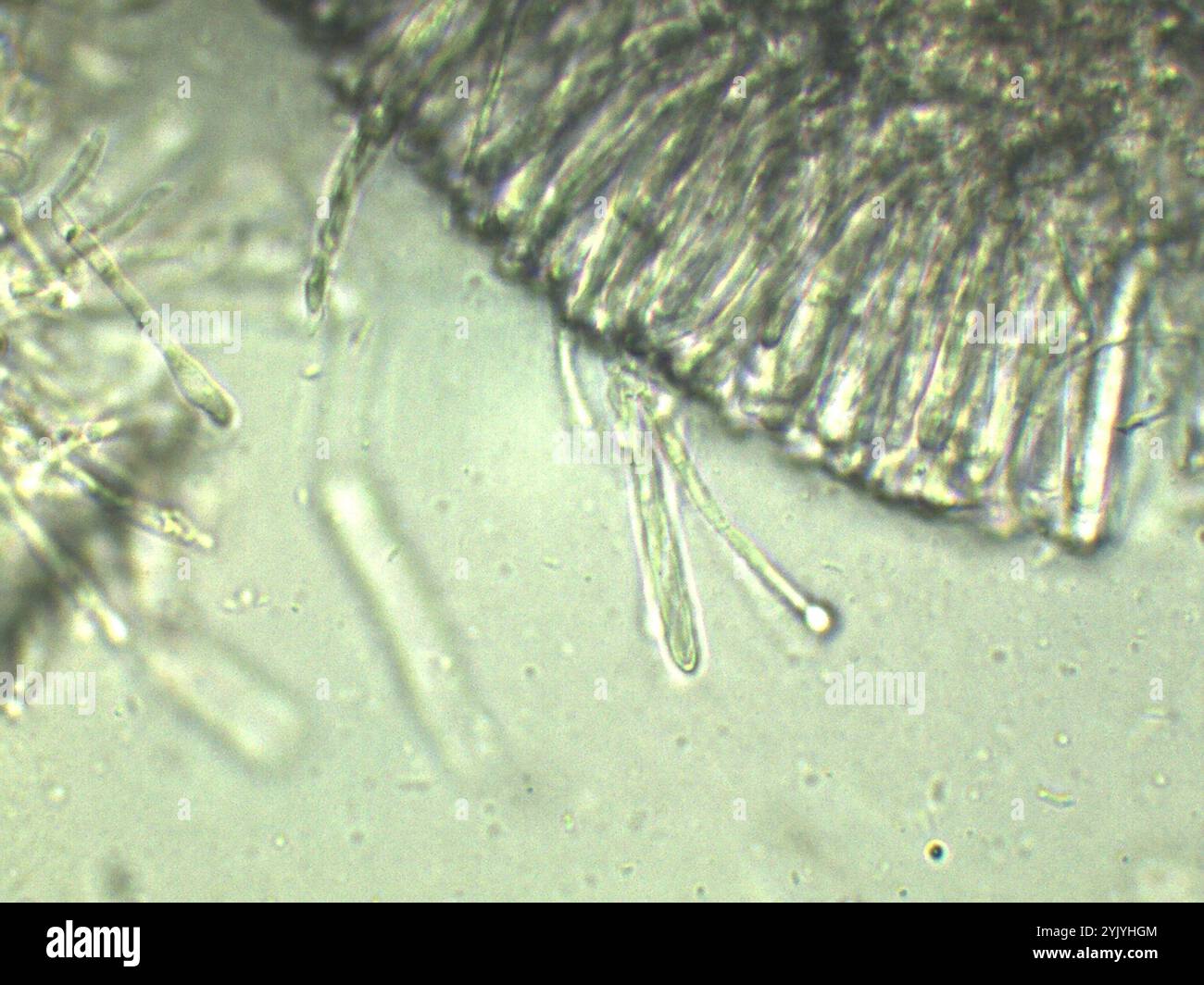 Orbilia hi-res stock photography and images - Alamy