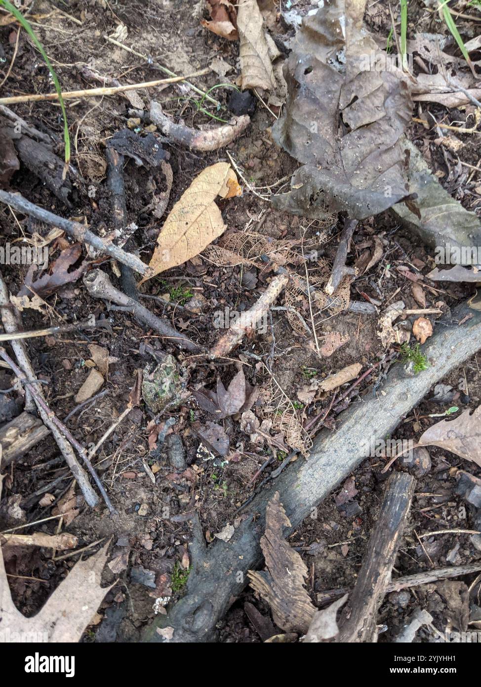 Northern Cricket Frog (Acris crepitans Stock Photo - Alamy
