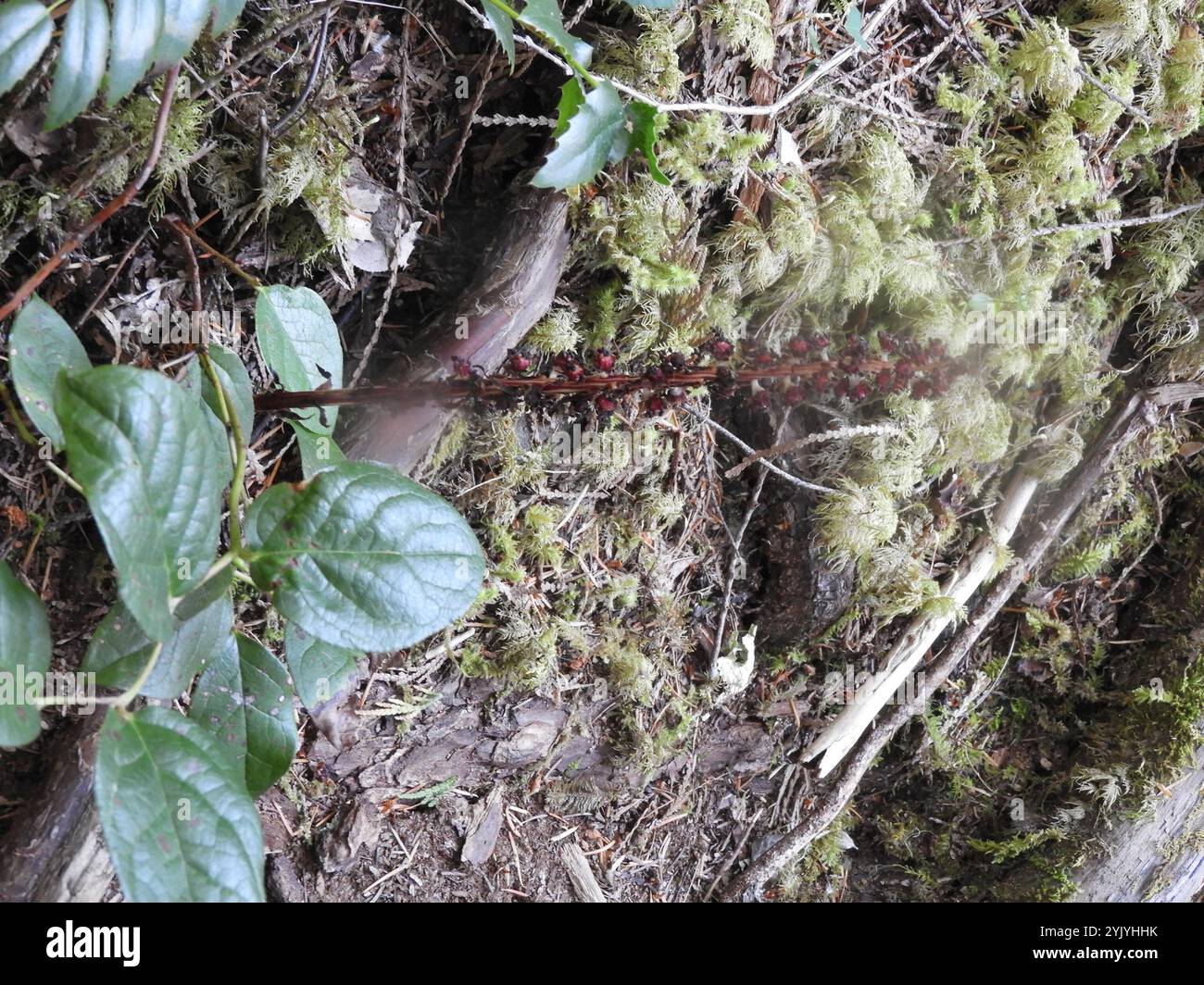 sugarstick (Allotropa virgata Stock Photo - Alamy