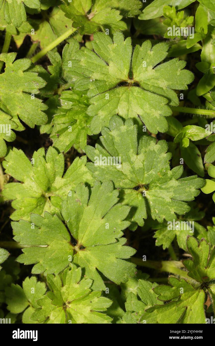 Creeping buttercup (Ranunculus repens Stock Photo - Alamy