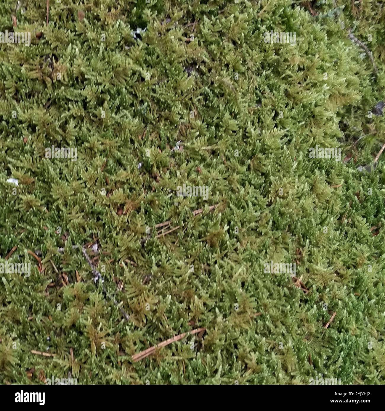 Red-stemmed Feather Moss (Pleurozium schreberi Stock Photo - Alamy