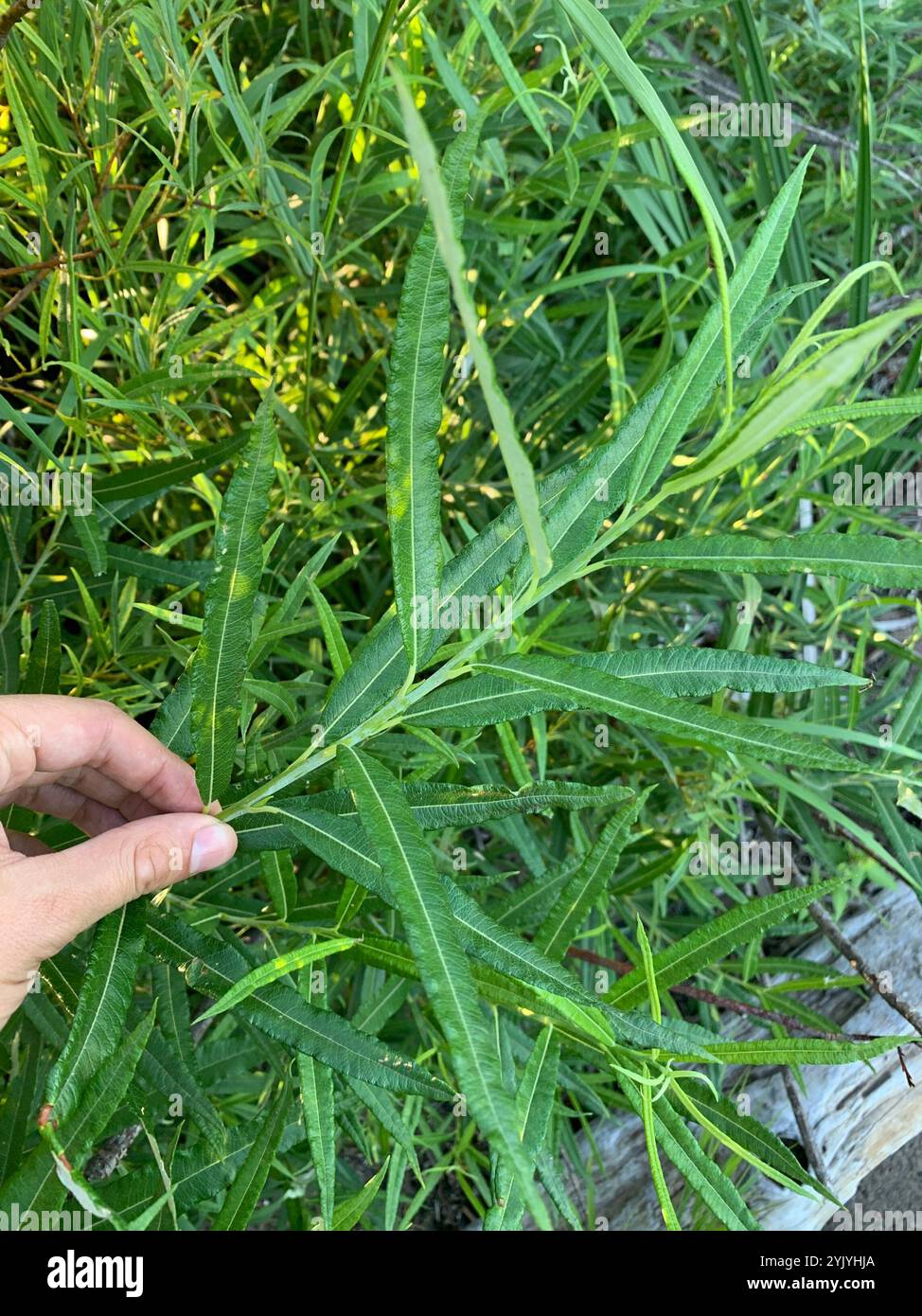 Satiny willow (Salix pellita Stock Photo - Alamy