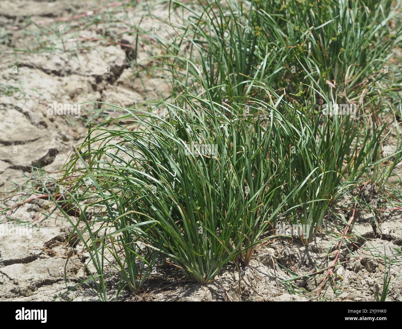 Variable Flatsedge (Cyperus difformis Stock Photo - Alamy