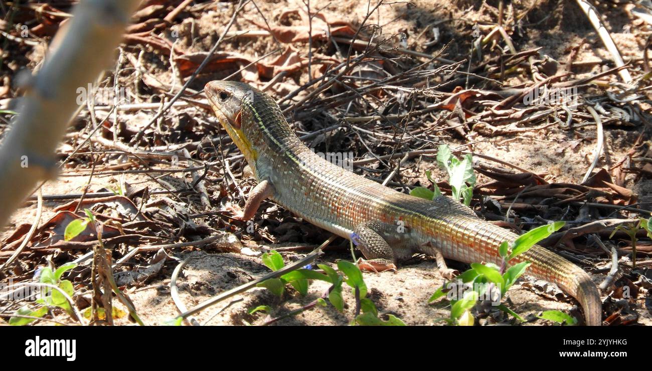 Black-lined Plated Lizard (Gerrhosaurus nigrolineatus Stock Photo - Alamy