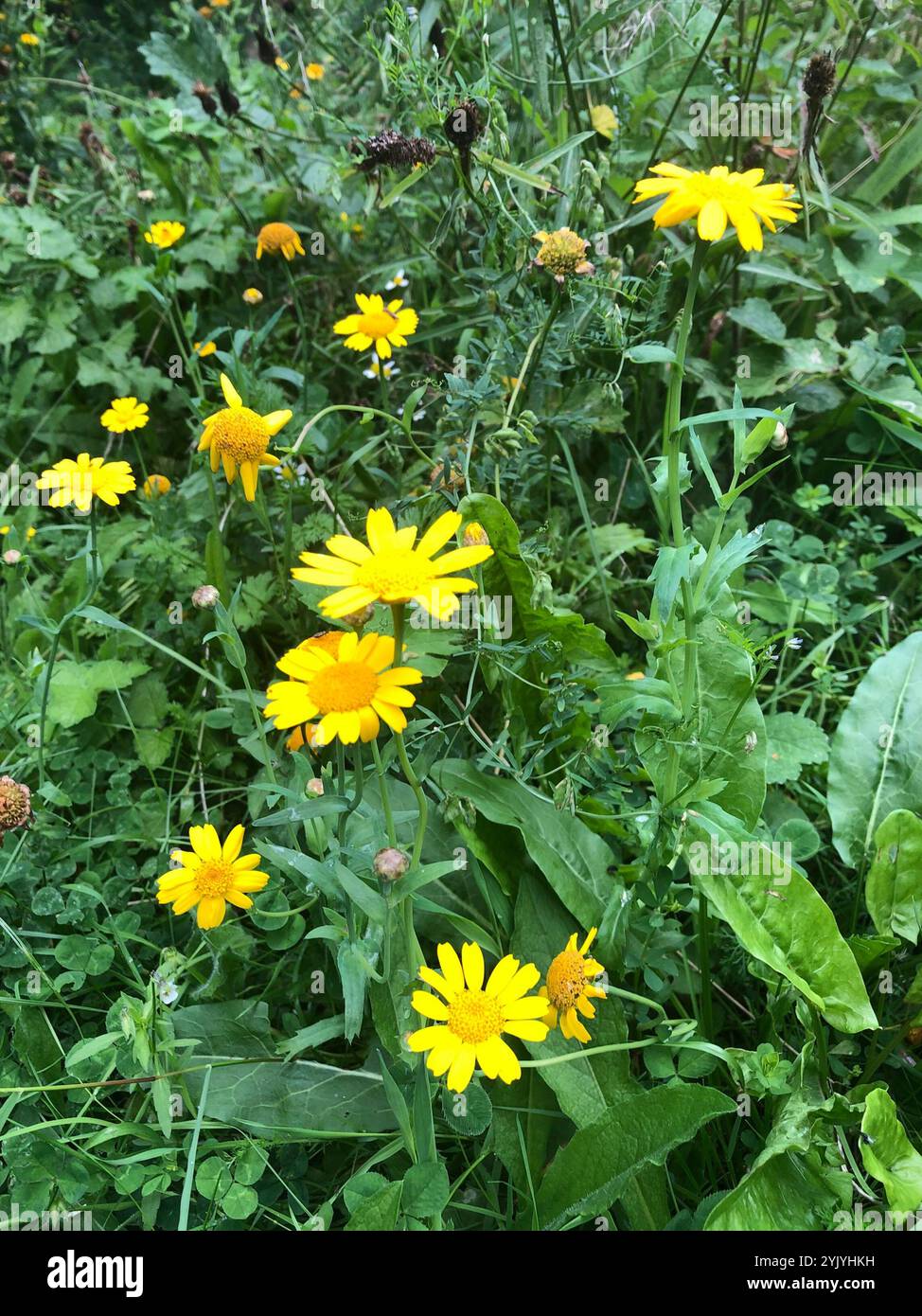 Corn Marigold (Glebionis segetum Stock Photo - Alamy
