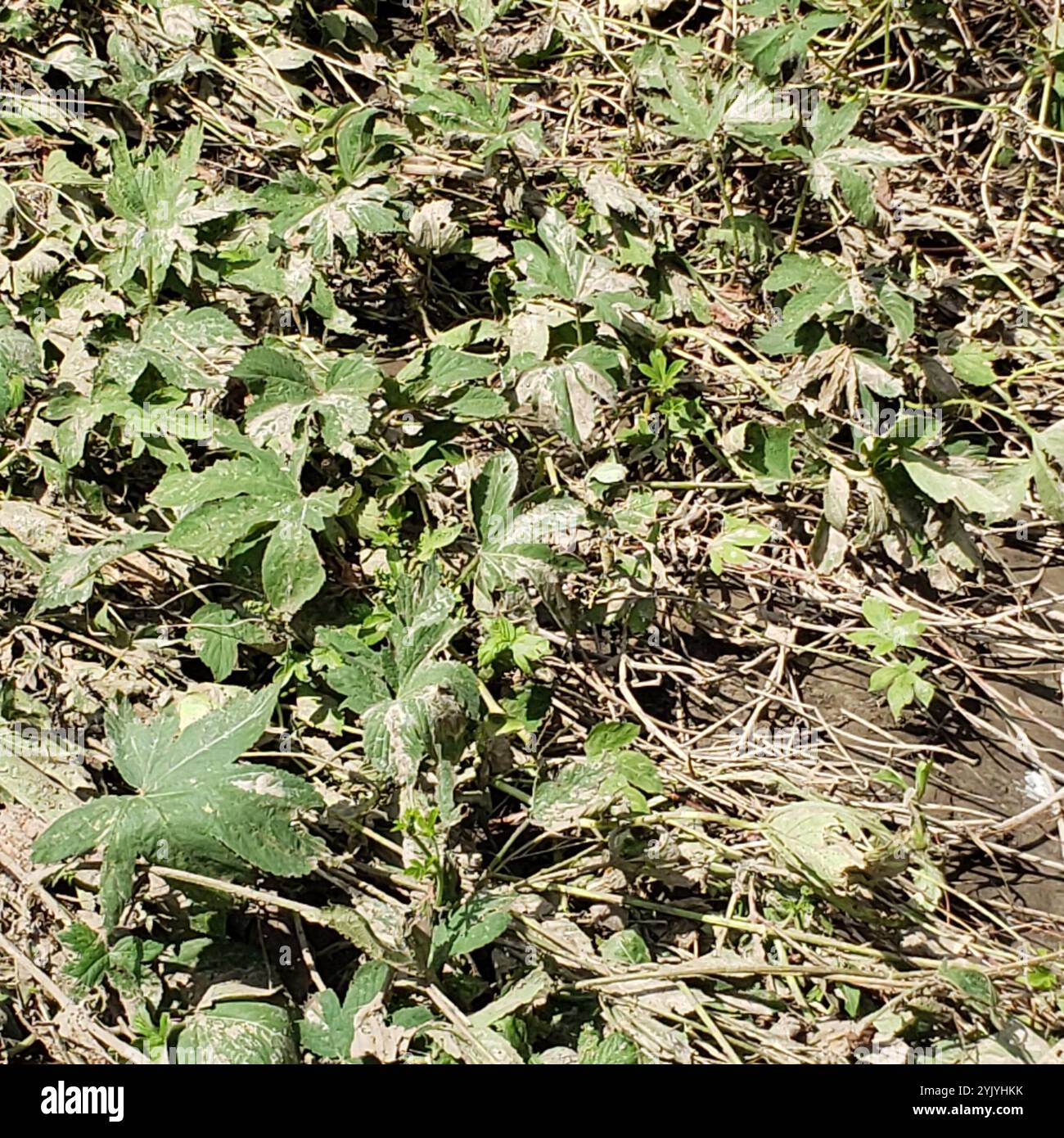 Japanese Hops (Humulus scandens Stock Photo - Alamy