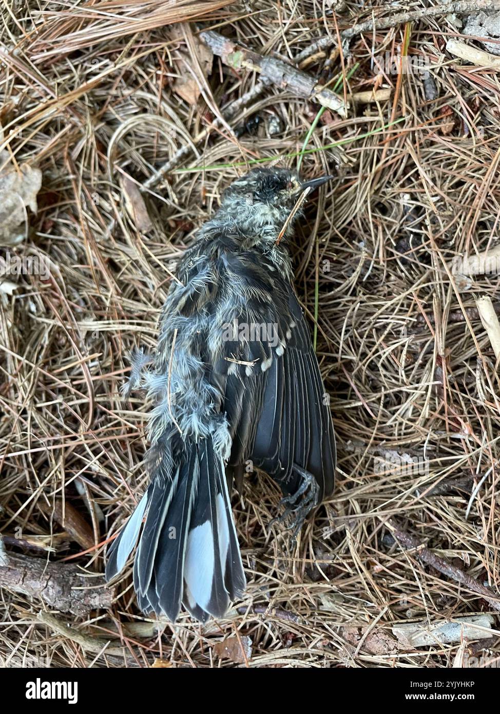 New World Warblers (Parulidae Stock Photo - Alamy