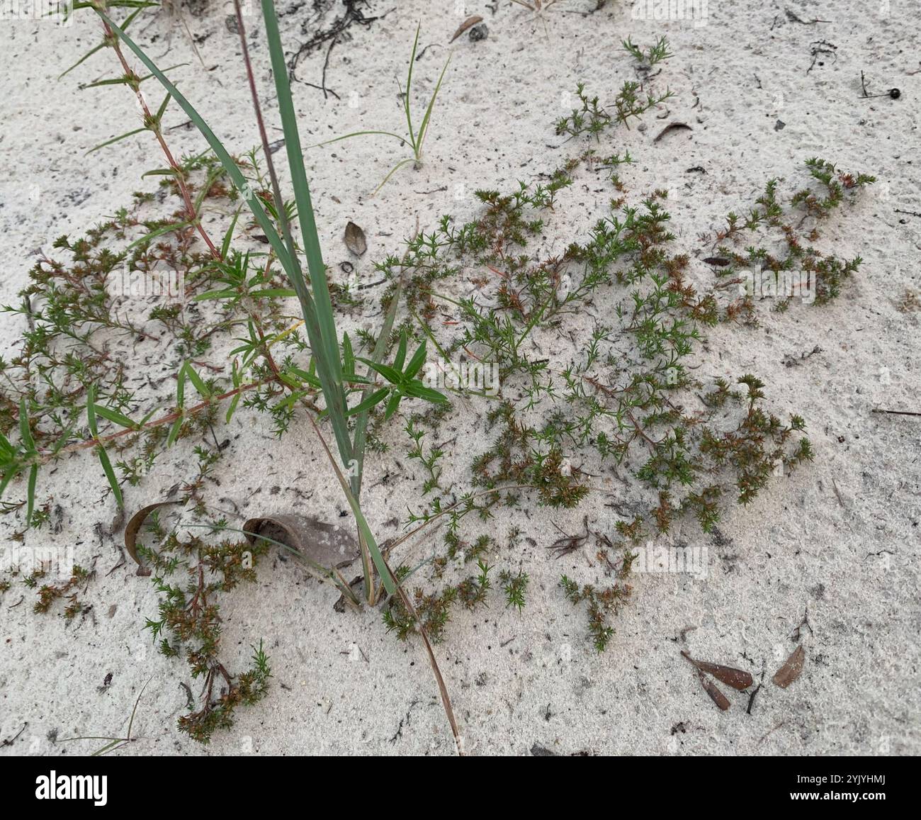 Rust Weed (Polypremum procumbens Stock Photo - Alamy