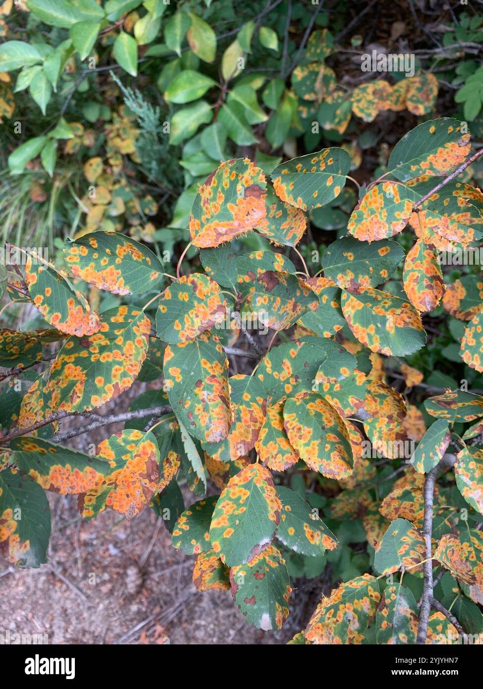 rust fungi (Pucciniales Stock Photo - Alamy