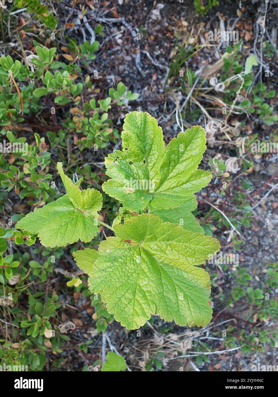 sticky currant (Ribes viscosissimum Stock Photo - Alamy