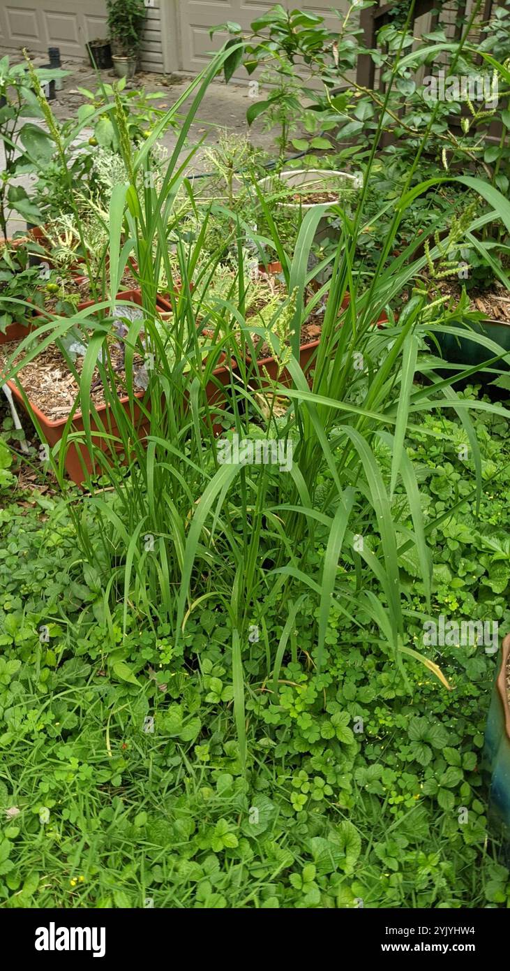 Barnyard grasses hi-res stock photography and images - Alamy