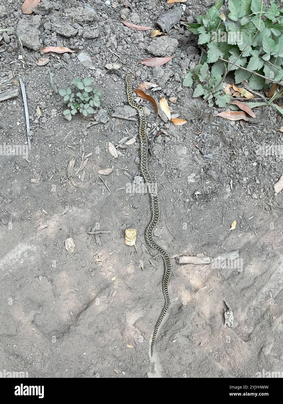 Pacific Gopher Snake (Pituophis catenifer catenifer Stock Photo - Alamy