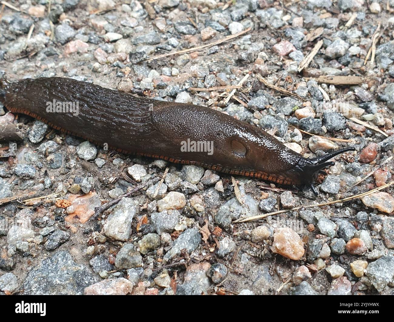 Spanish Slug (Arion vulgaris Stock Photo - Alamy