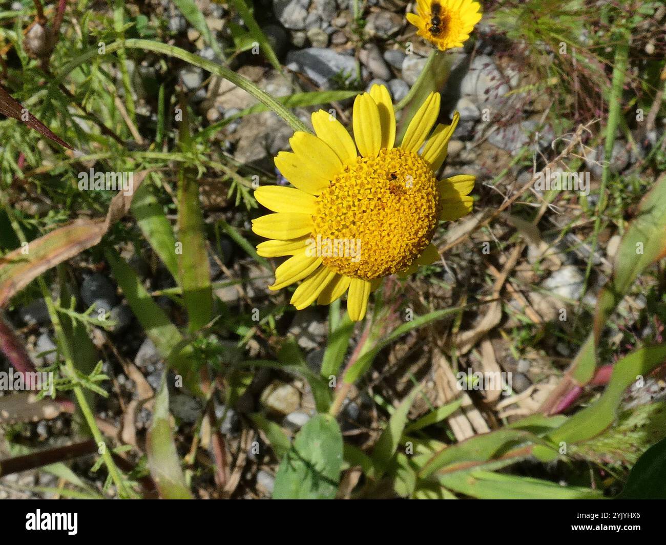 Corn Marigold (Glebionis segetum Stock Photo - Alamy