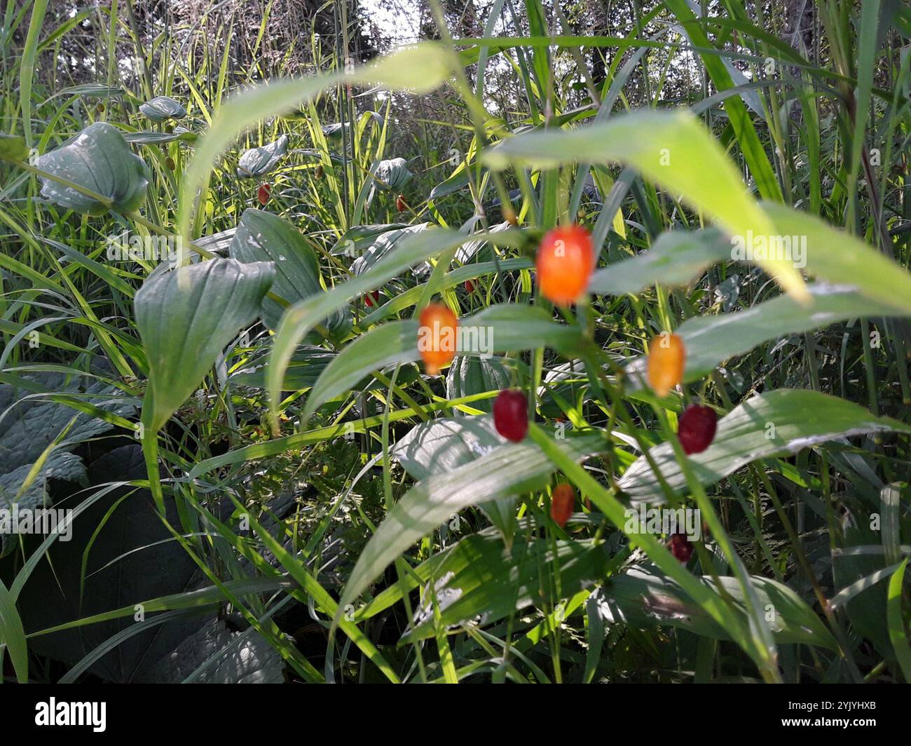 white twisted-stalk (Streptopus amplexifolius Stock Photo - Alamy