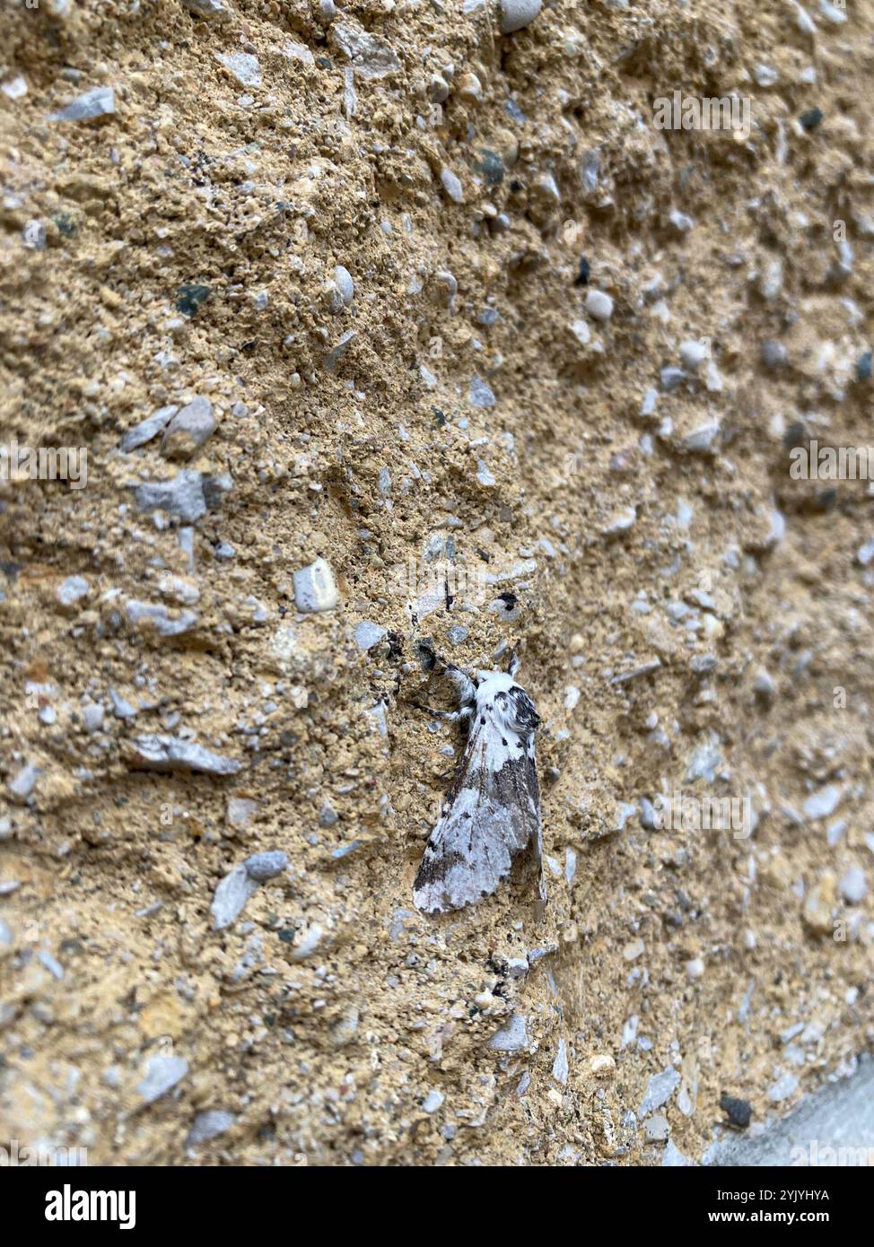 White Furcula Moth (Furcula borealis Stock Photo - Alamy