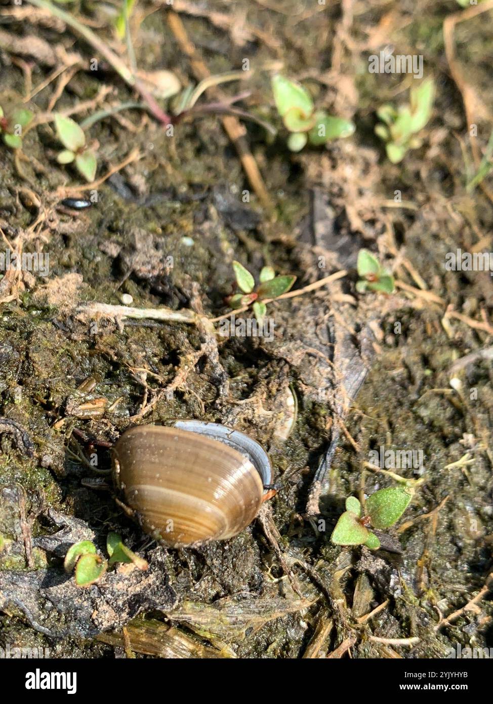 Rhomboid Fingernailclam (Sphaerium rhomboideum Stock Photo - Alamy