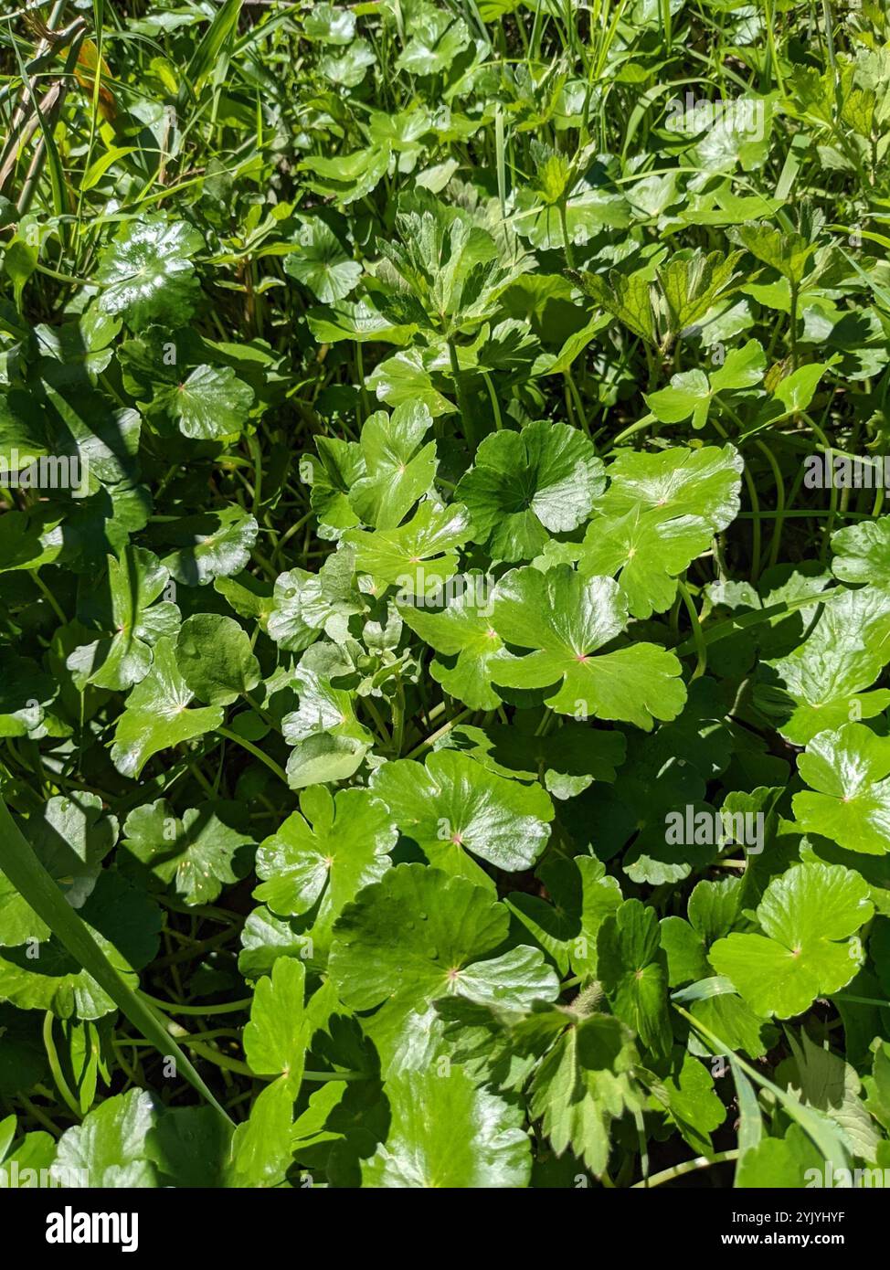 floating marsh pennywort (Hydrocotyle ranunculoides Stock Photo - Alamy
