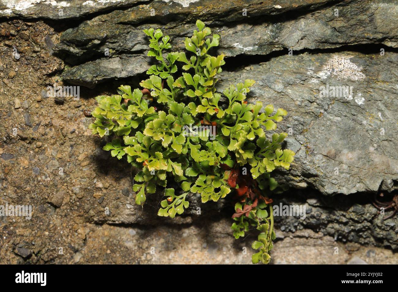 wall-rue (Asplenium ruta-muraria Stock Photo - Alamy