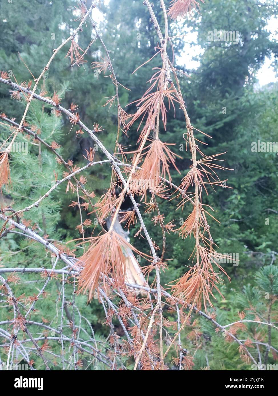 western larch (Larix occidentalis Stock Photo - Alamy