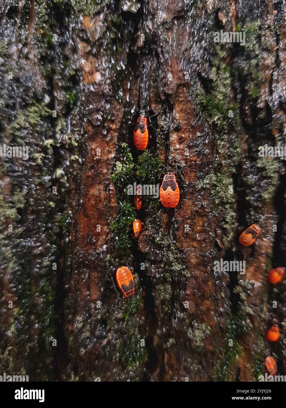 European Firebug (Pyrrhocoris apterus Stock Photo - Alamy