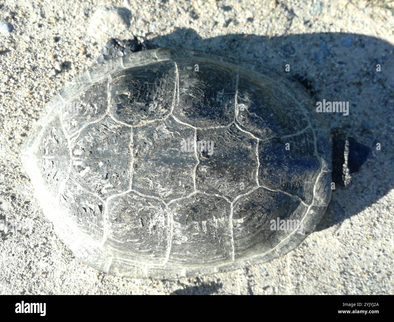 European Pond Turtle (Emys orbicularis Stock Photo - Alamy