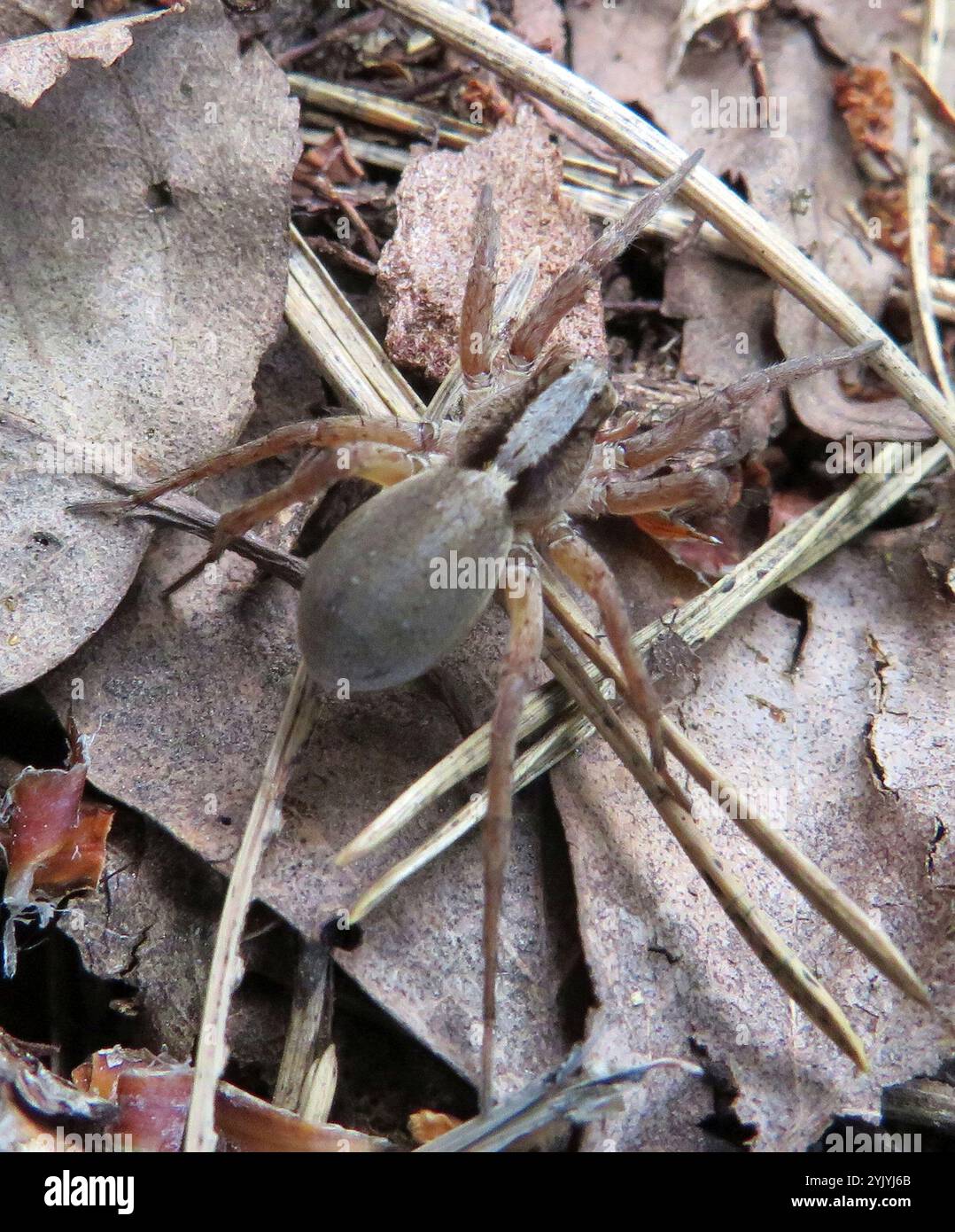 Fox Spiders (Alopecosa Stock Photo - Alamy