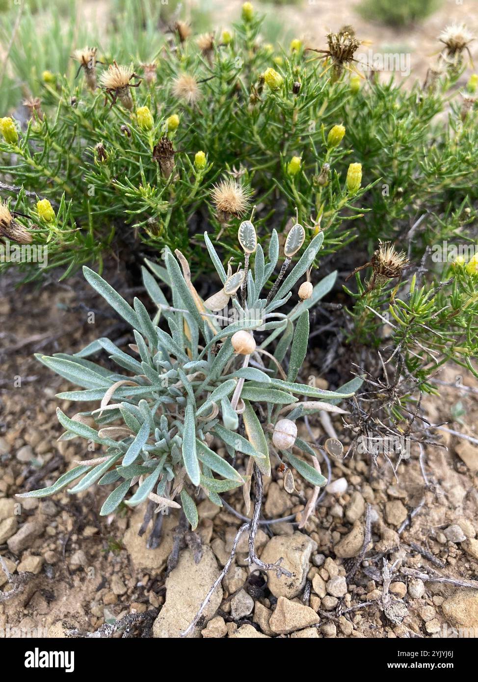 Fendler's bladderpod (Physaria fendleri Stock Photo - Alamy