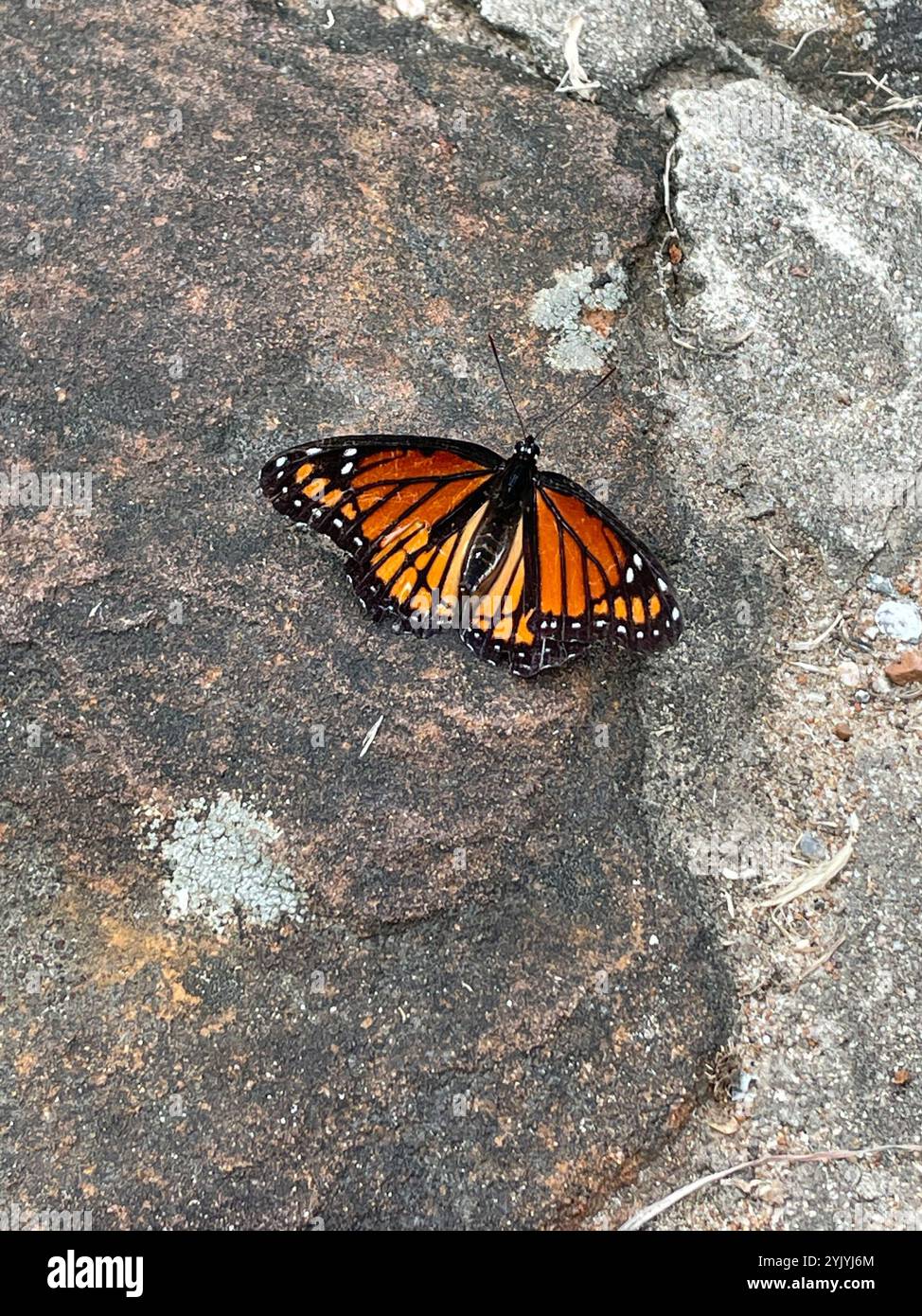 Viceroy (Limenitis archippus Stock Photo - Alamy