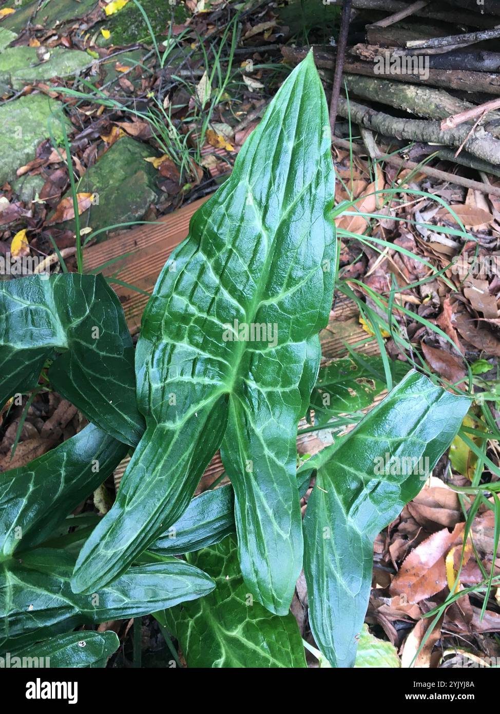 Italian arum (Arum italicum Stock Photo - Alamy