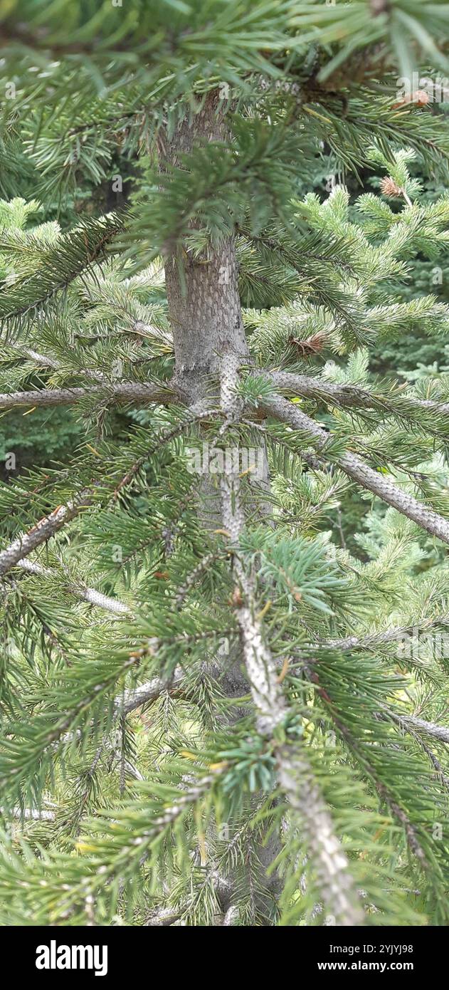 Engelmann spruce (Picea engelmannii Stock Photo - Alamy