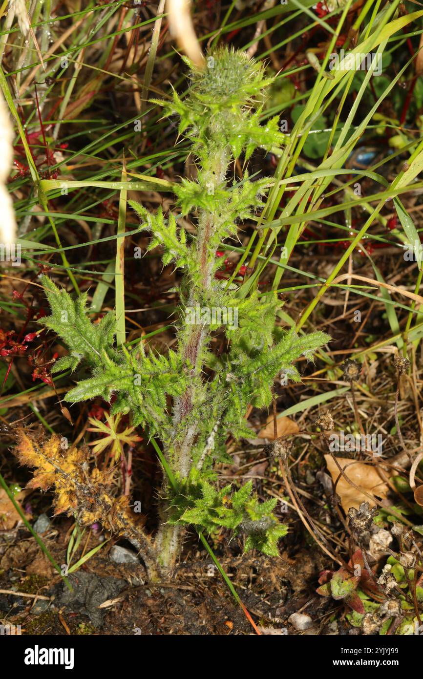Bull Thistle (Cirsium vulgare Stock Photo - Alamy