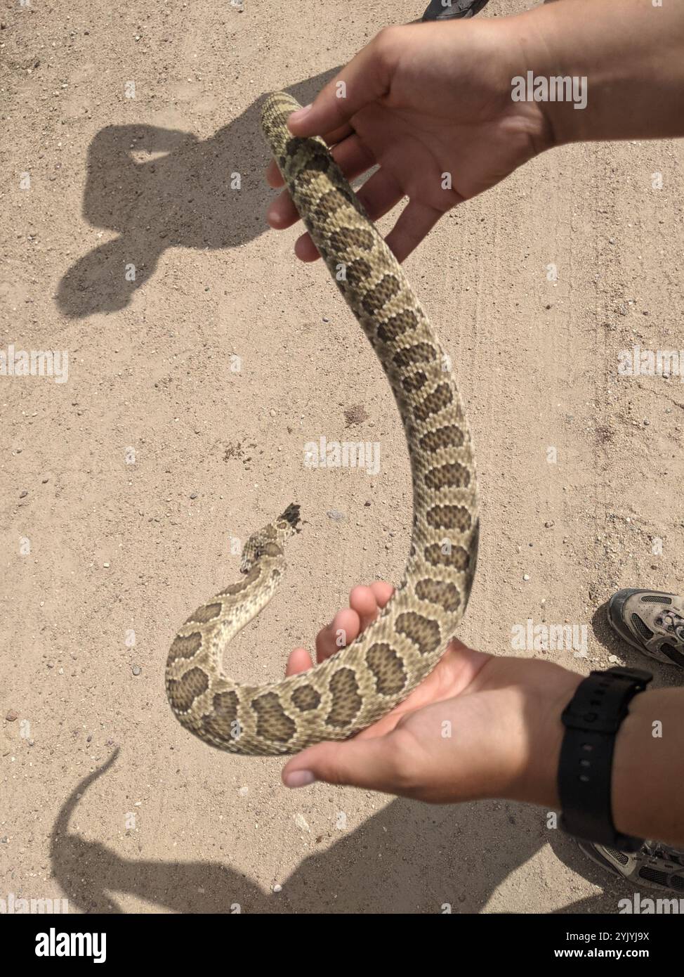 Prairie Rattlesnake (Crotalus viridis Stock Photo - Alamy
