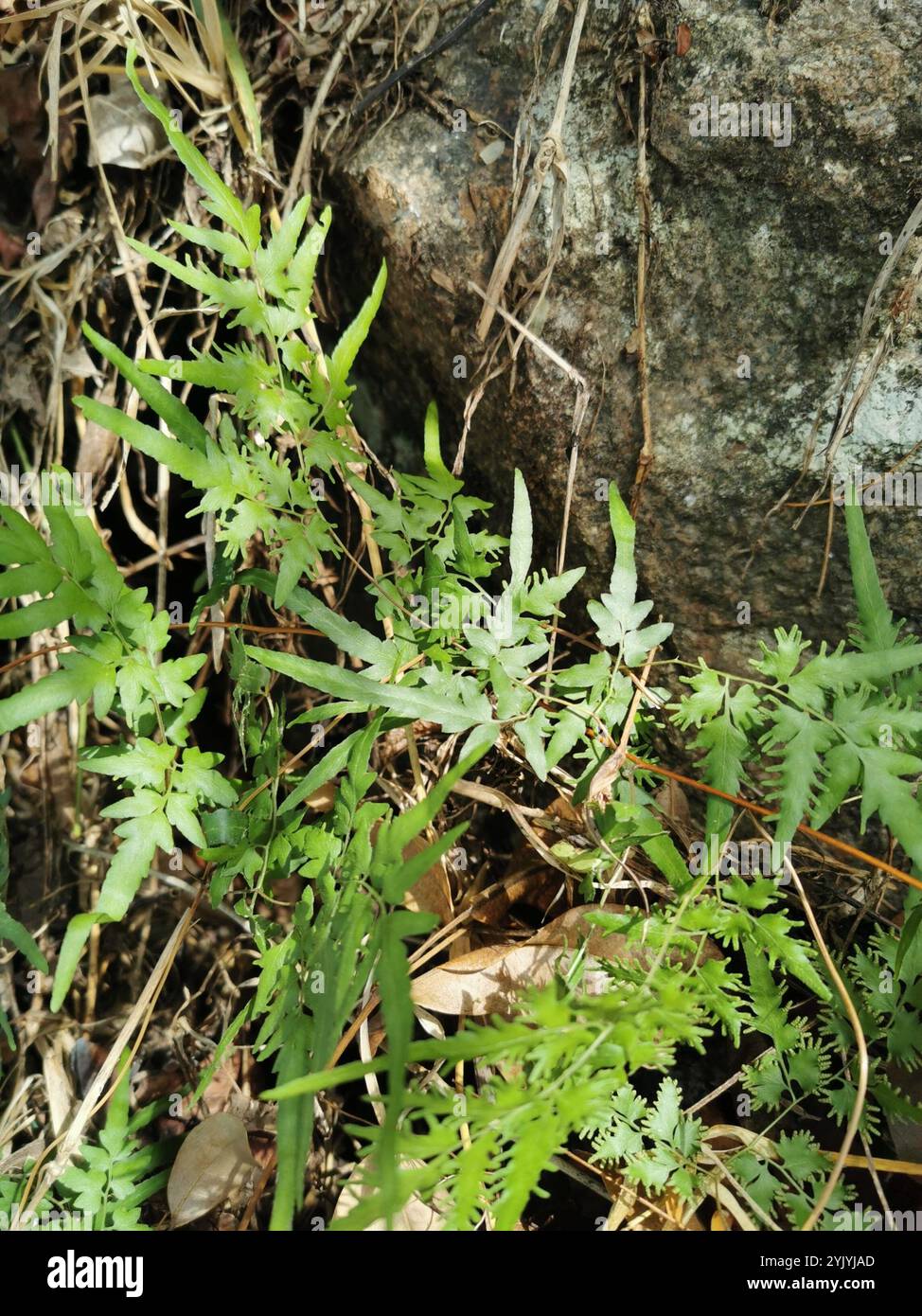 Japanese climbing fern (Lygodium japonicum Stock Photo - Alamy
