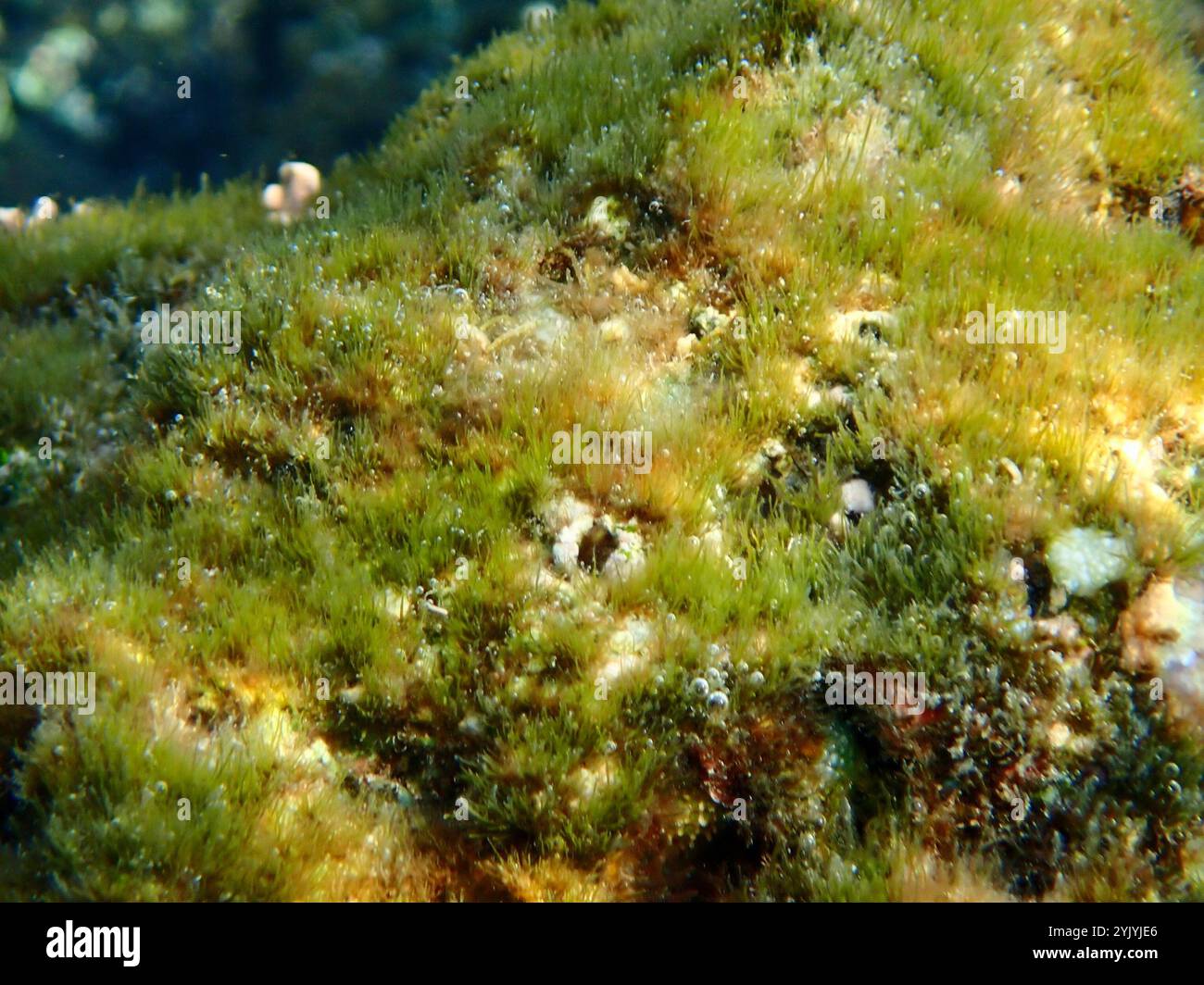 green algae (Chlorophyta Stock Photo - Alamy