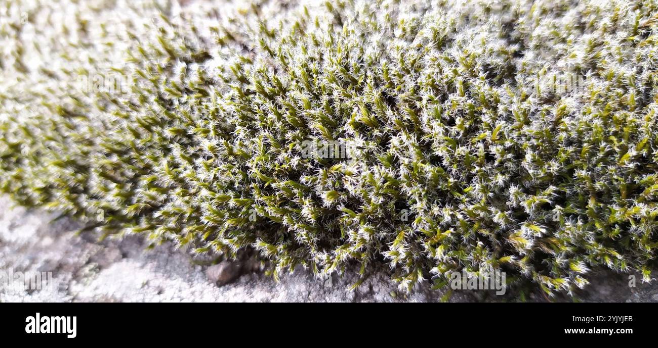 Woolly Fringe-moss (Racomitrium lanuginosum Stock Photo - Alamy