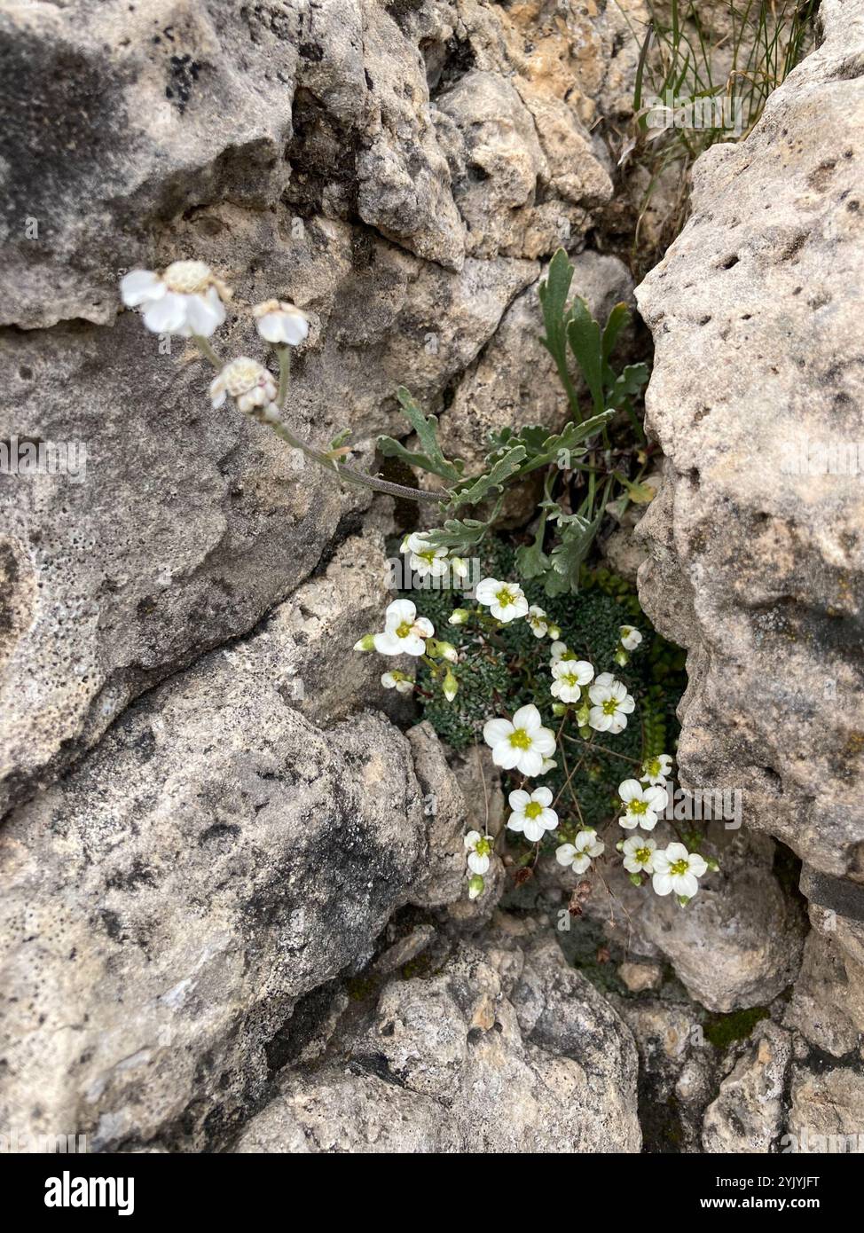 Blue Saxifrage (Saxifraga caesia Stock Photo - Alamy