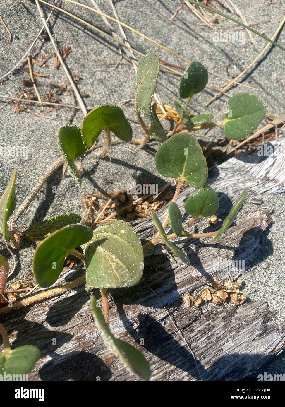 Yellow Sand Verbena (Abronia latifolia Stock Photo - Alamy