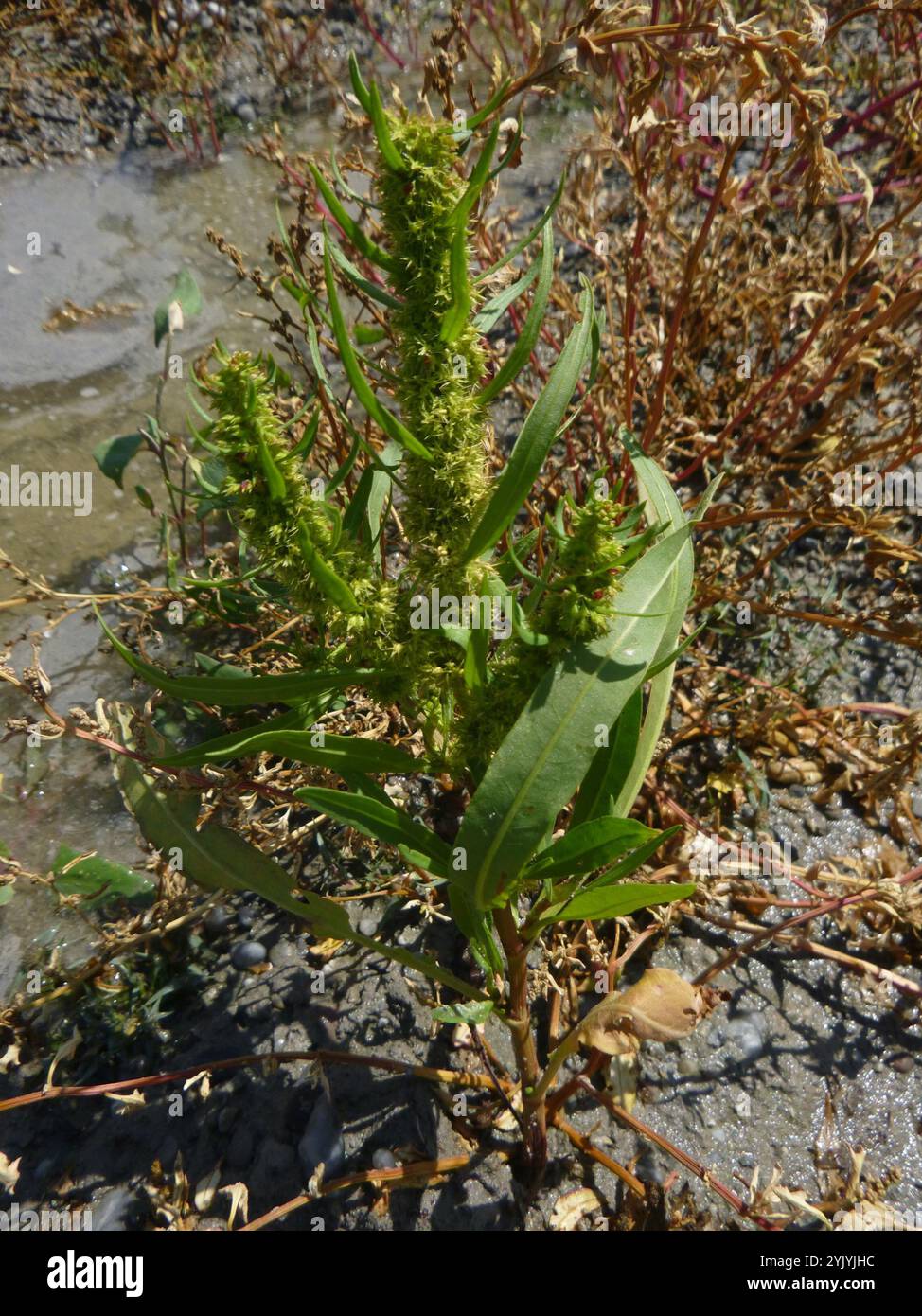 Golden Dock (Rumex maritimus Stock Photo - Alamy