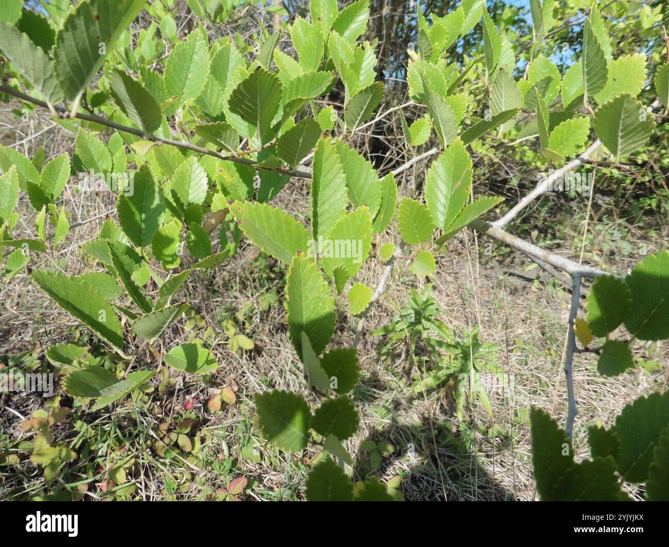 Siberian elm (ulmus pumila) hi-res stock photography and images - Alamy