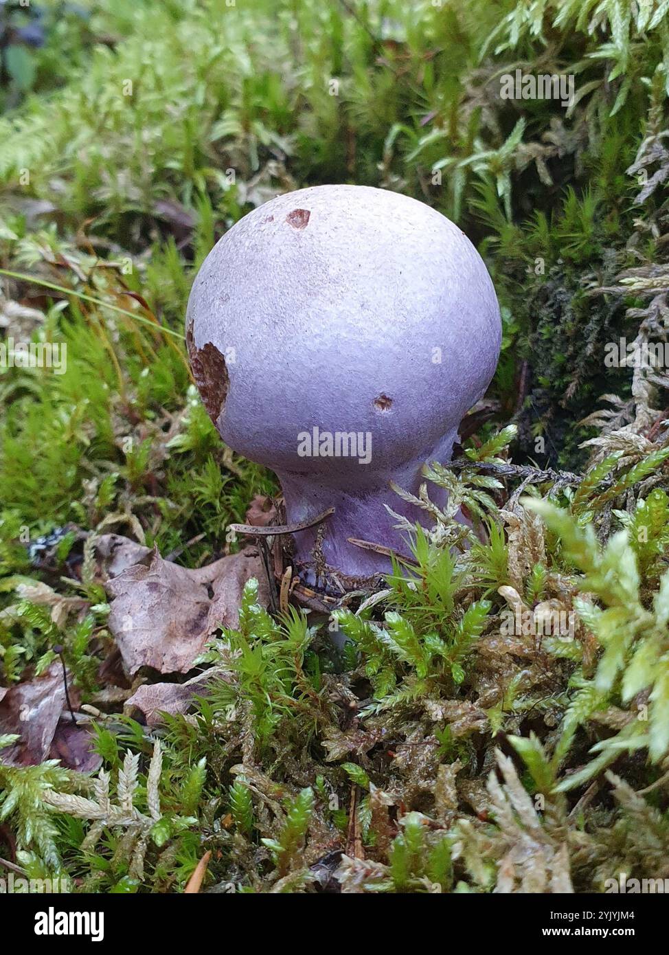 gassy webcap (Cortinarius traganus Stock Photo - Alamy