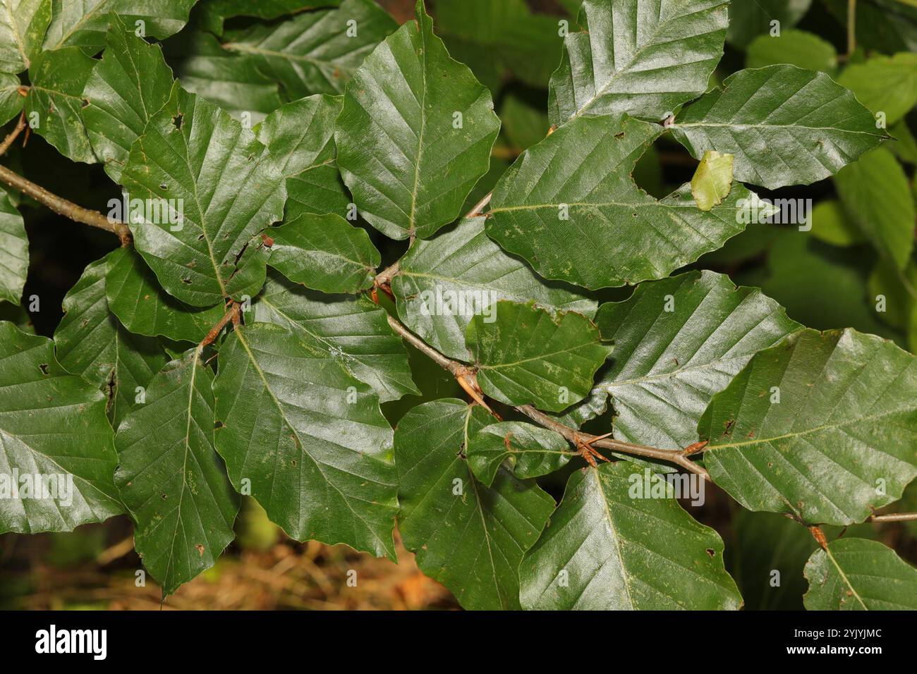 European beech (Fagus sylvatica Stock Photo - Alamy