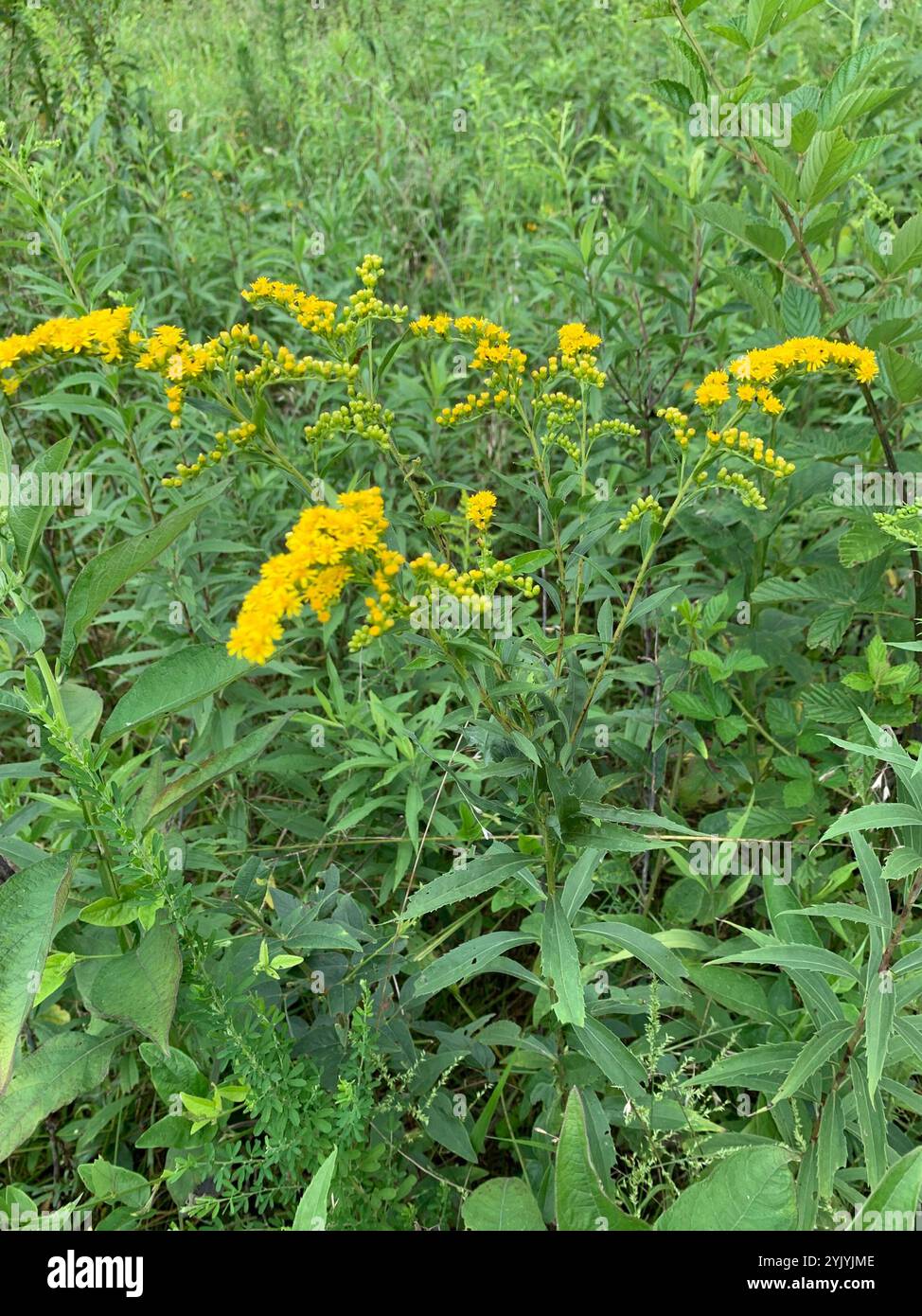 giant goldenrod (Solidago gigantea Stock Photo - Alamy