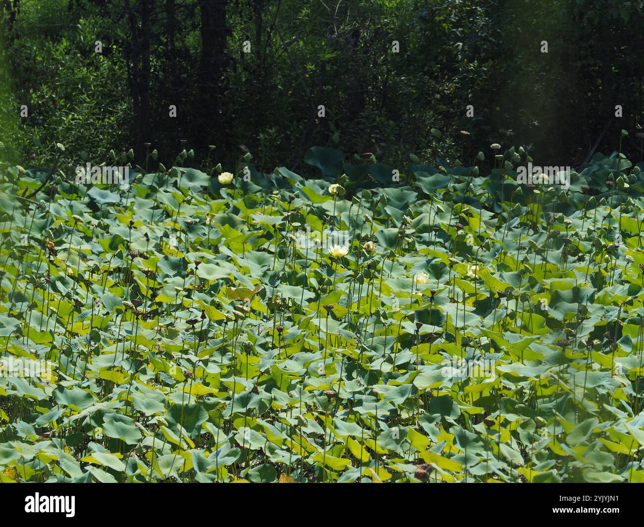 American lotus (Nelumbo lutea Stock Photo - Alamy