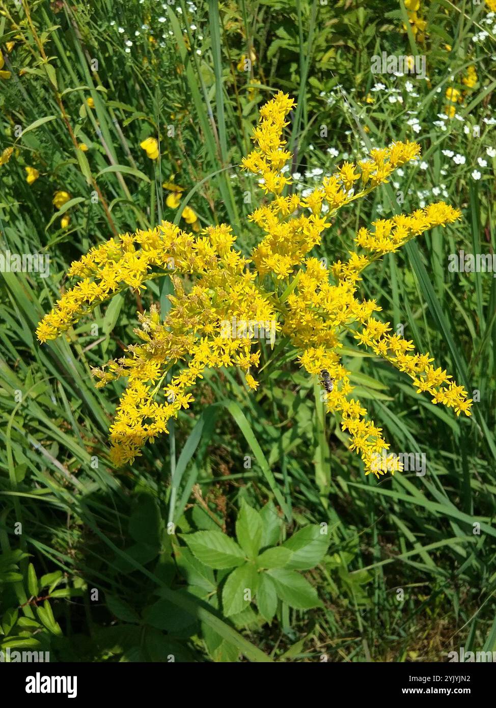 early goldenrod (Solidago juncea Stock Photo - Alamy