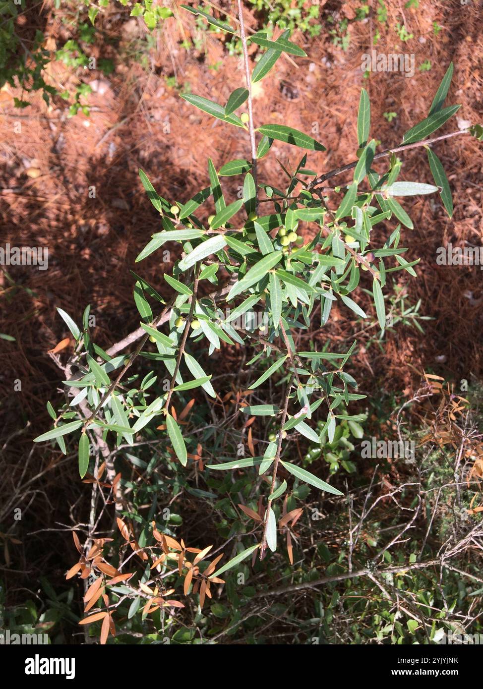Phillyrea angustifolia hi-res stock photography and images - Alamy