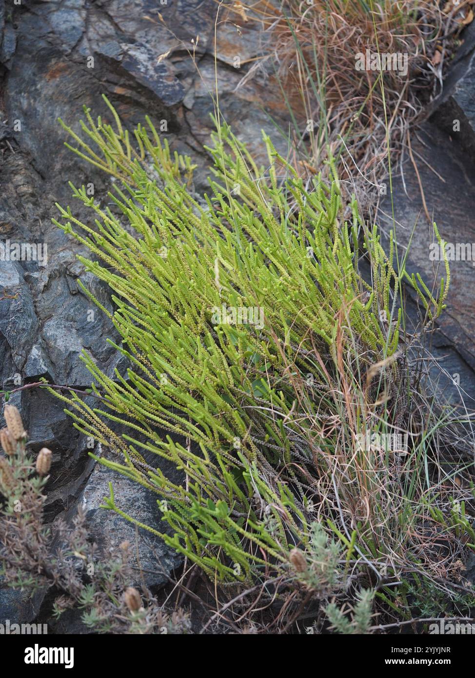Mediterranean juniper (Juniperus turbinata Stock Photo - Alamy
