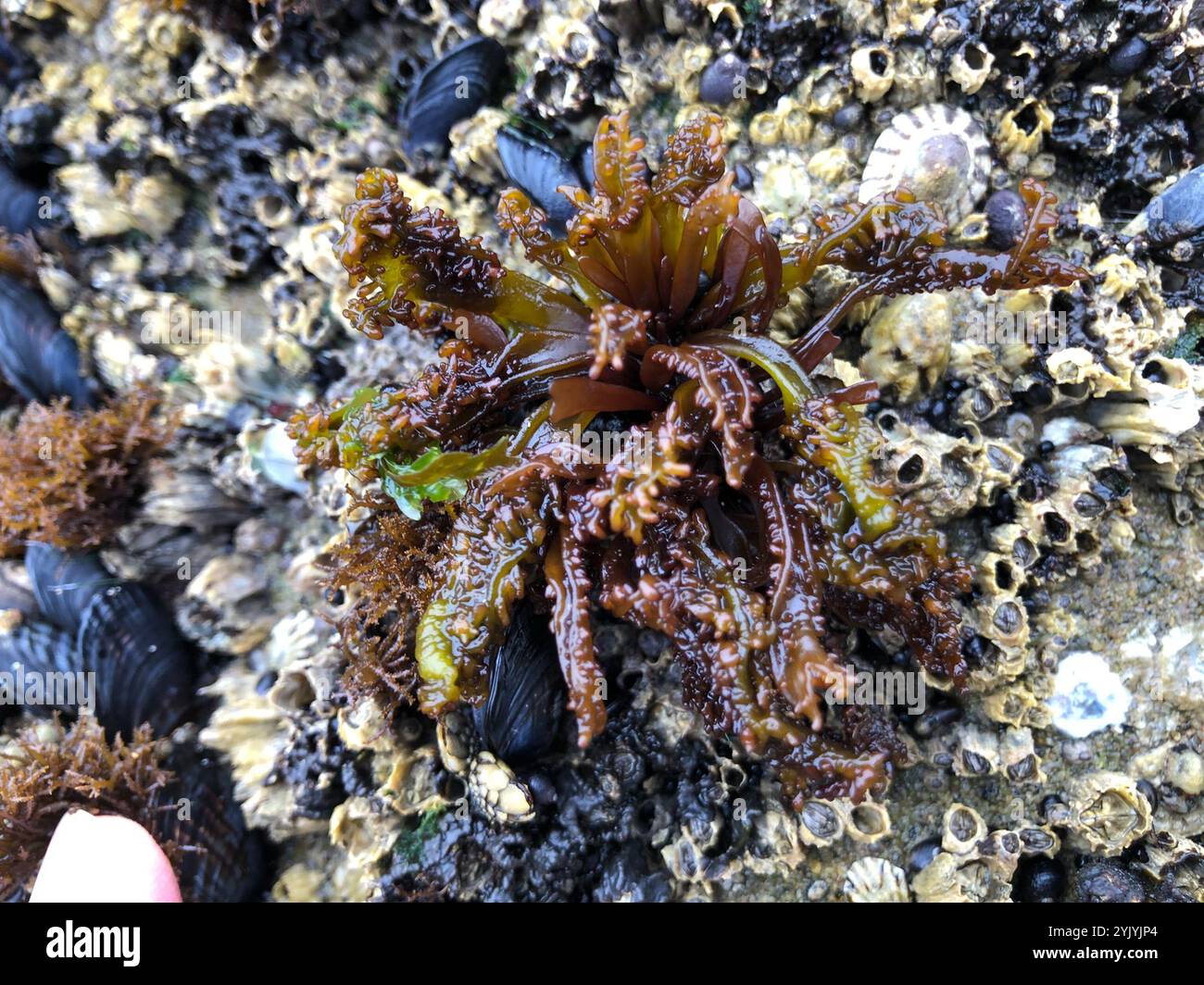 Mastocarpus papillatus hi-res stock photography and images - Alamy