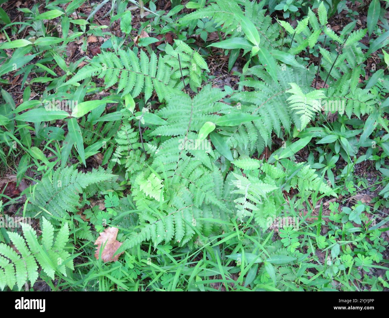 Parasitic Tri-vein Fern (Christella parasitica Stock Photo - Alamy