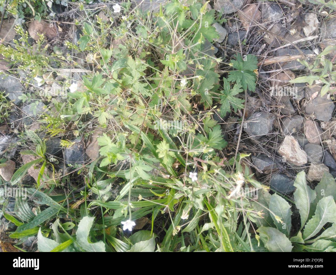 Siberian Crane's-bill (Geranium sibiricum Stock Photo - Alamy